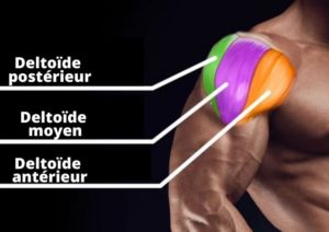 Exercice Épaule: Mon TOP 7 Exos en Musculation (+Étirement)